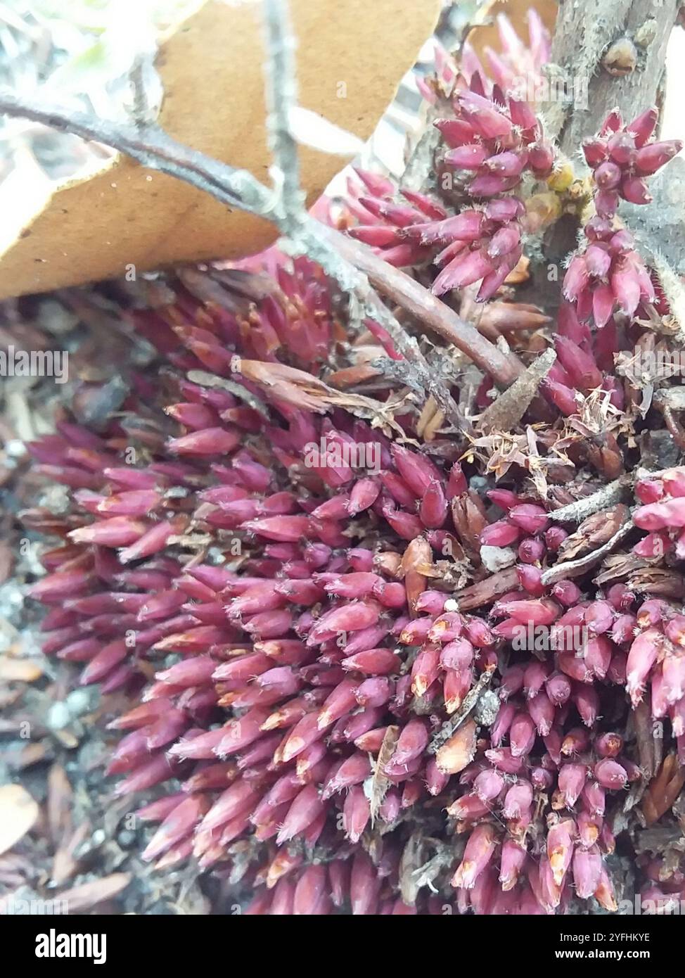 Mount Lofty Ground-berry (Acrotriche fasciculiflora Stock Photo - Alamy