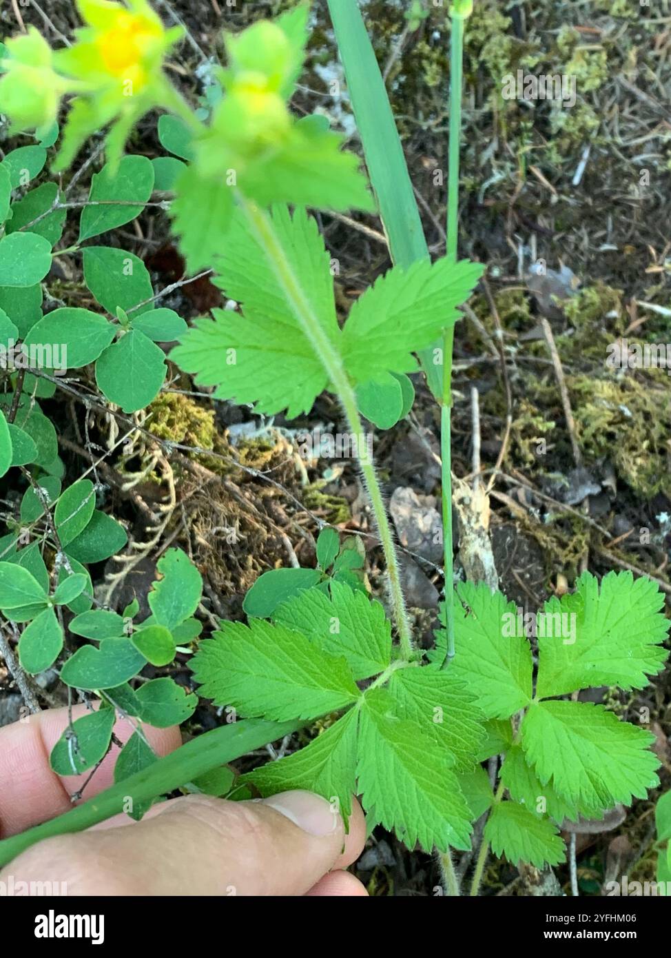 sticky cinquefoil (Drymocallis glandulosa Stock Photo - Alamy