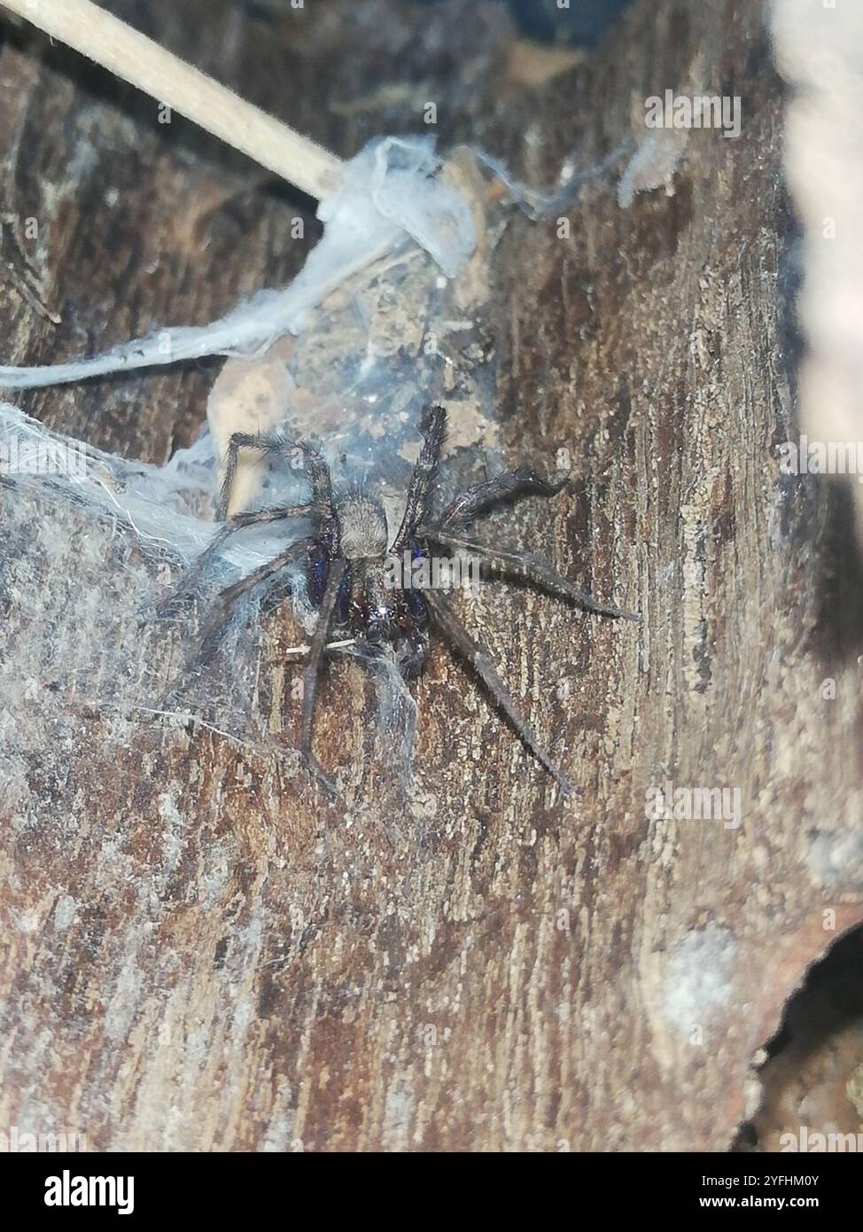 Funnel Weavers (Agelenidae Stock Photo - Alamy