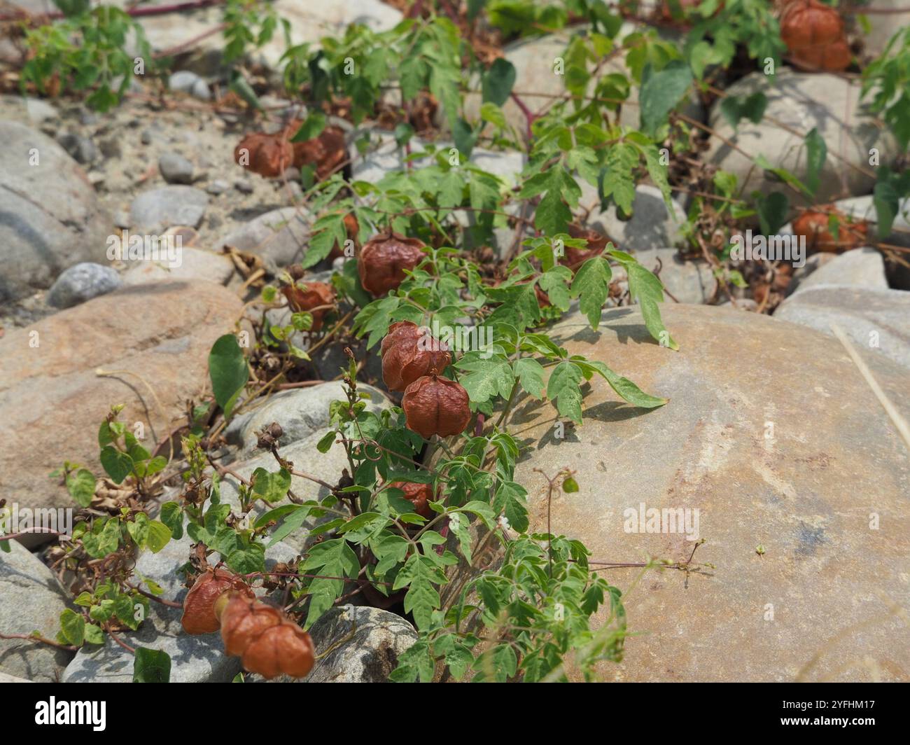 Lesser Balloon Vine (Cardiospermum halicacabum Stock Photo - Alamy