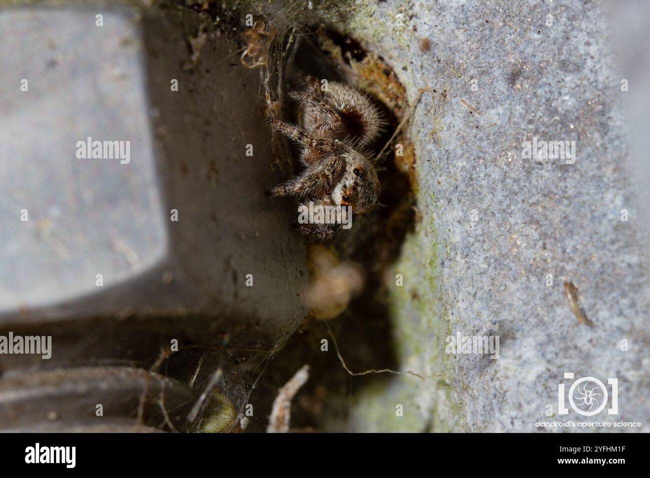 canopy jumping spider (Phidippus otiosus Stock Photo - Alamy