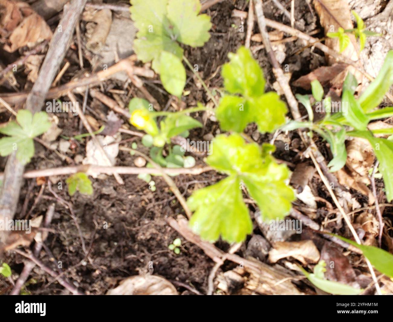 Appalachian barren-strawberry (Waldsteinia fragarioides Stock Photo - Alamy