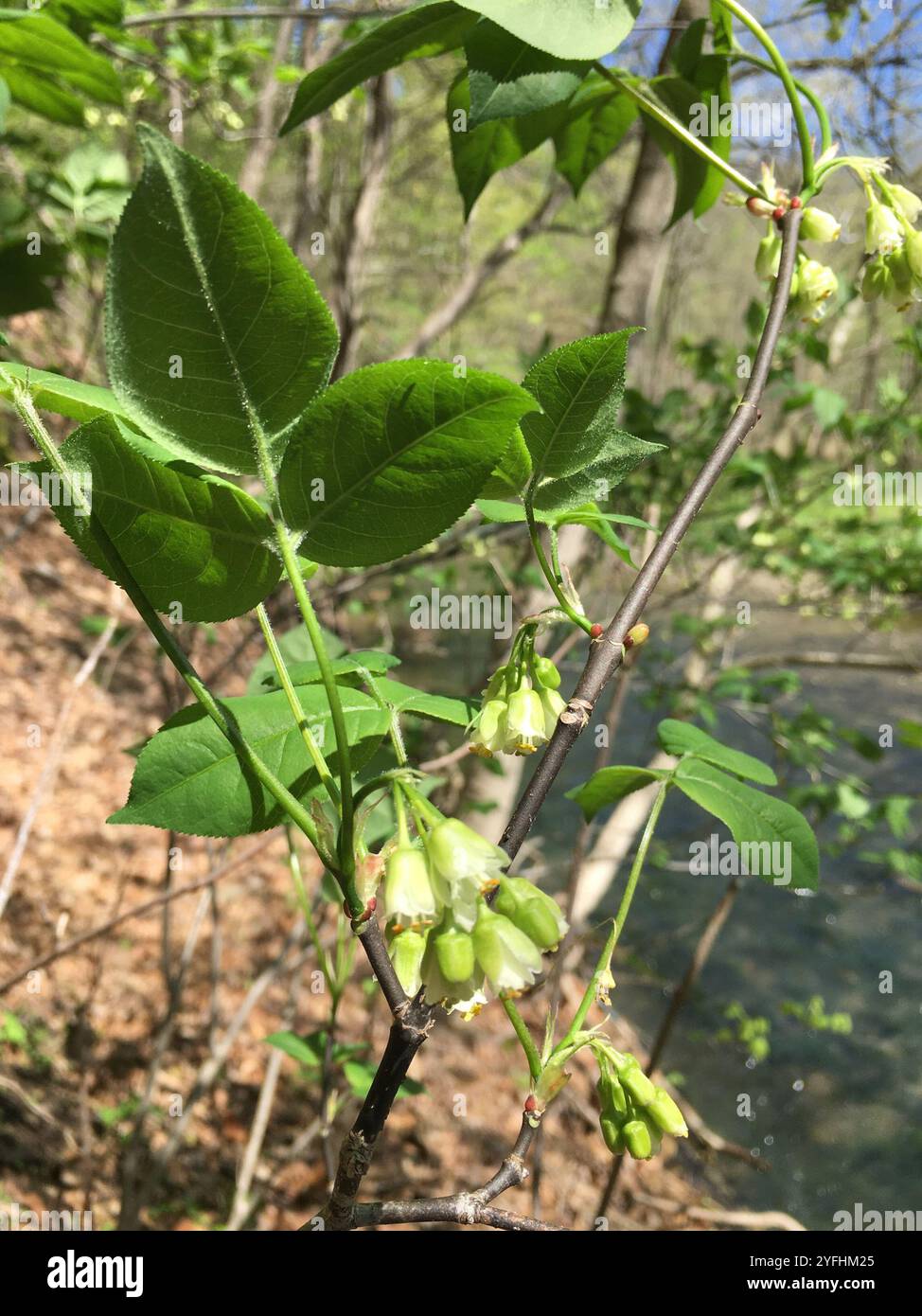 American bladdernut (Staphylea trifolia Stock Photo - Alamy