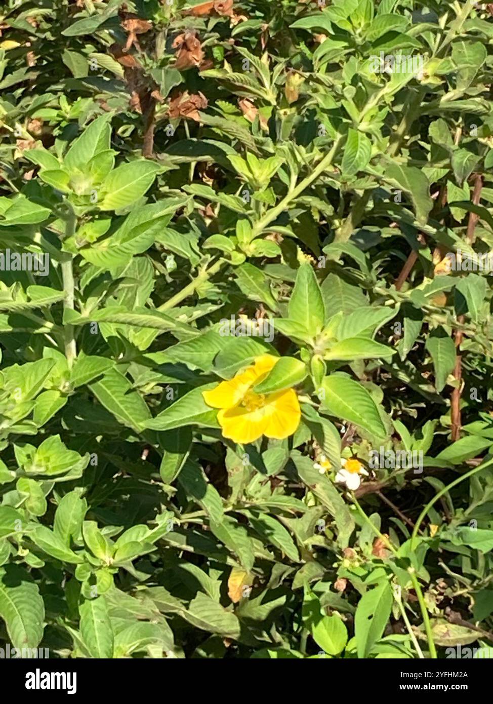 Peruvian primrose-willow (Ludwigia peruviana Stock Photo - Alamy