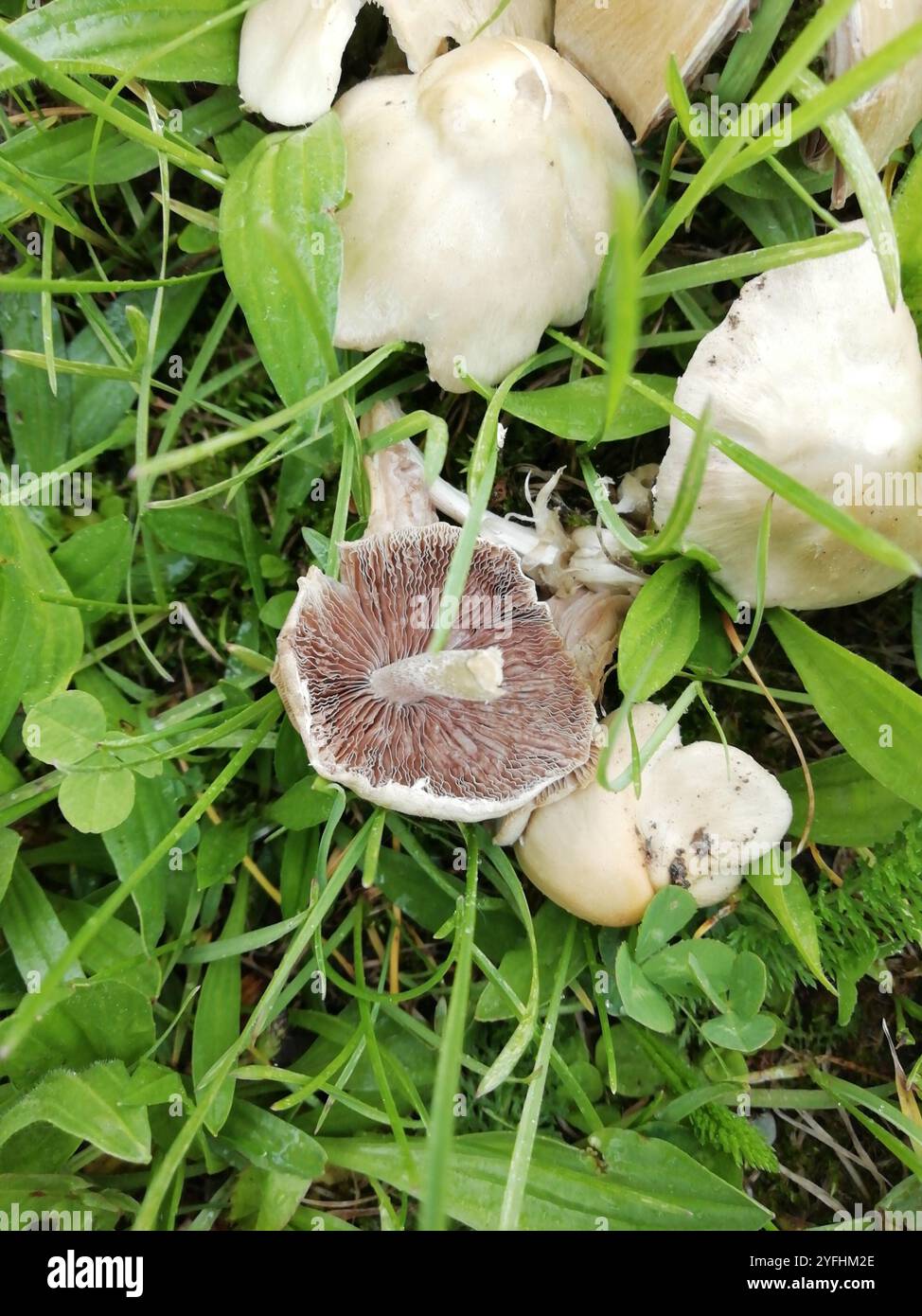 Candolleomyces hi-res stock photography and images - Alamy