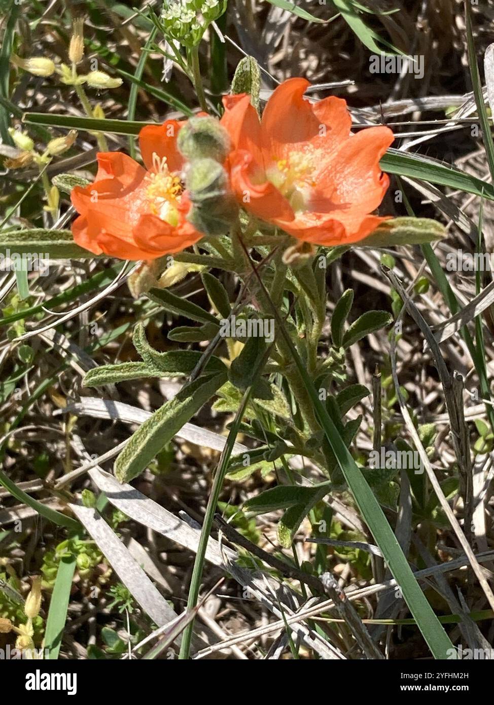 Scarlet Globemallow (Sphaeralcea coccinea Stock Photo - Alamy