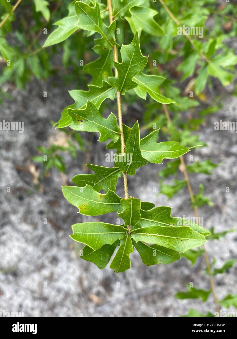 Darlington Oak (Quercus hemisphaerica Stock Photo - Alamy