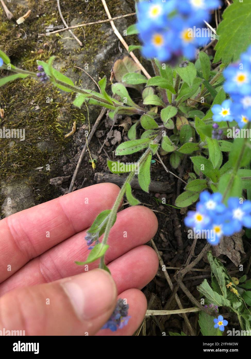 Wood Forget-me-not (Myosotis sylvatica Stock Photo - Alamy