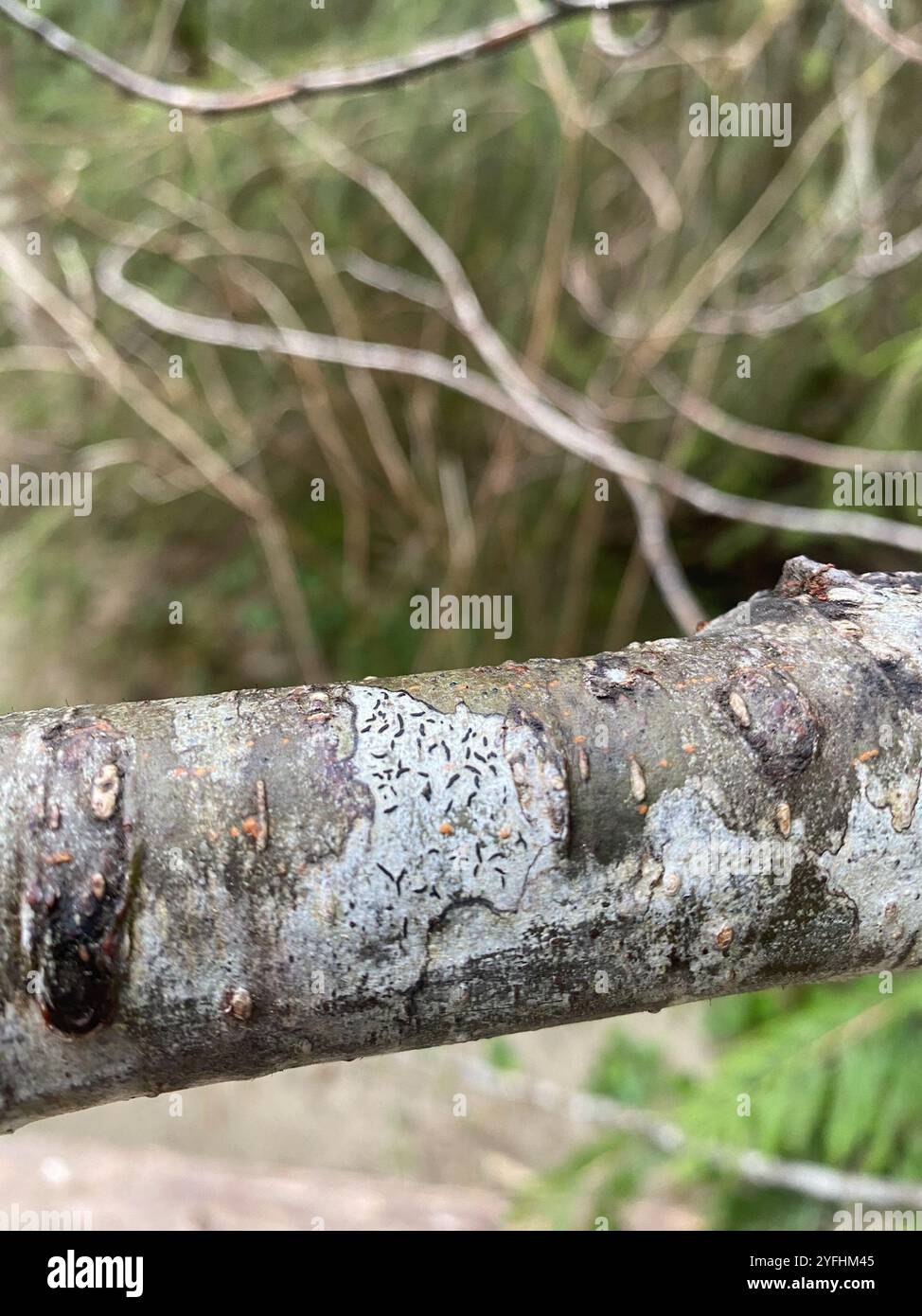 Common Script Lichen (Graphis scripta Stock Photo - Alamy