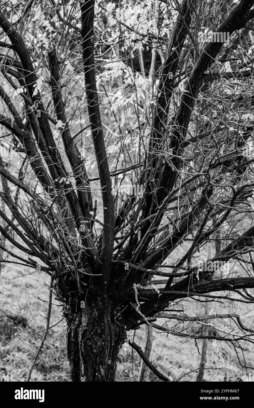 Abstract tree branch in black and white Stock Photo - Alamy