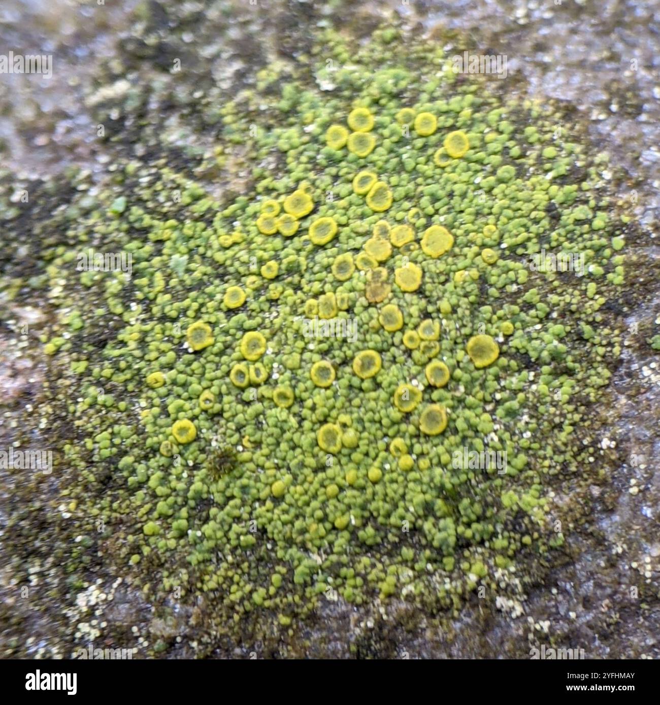 common lichens (Lecanoromycetes Stock Photo - Alamy