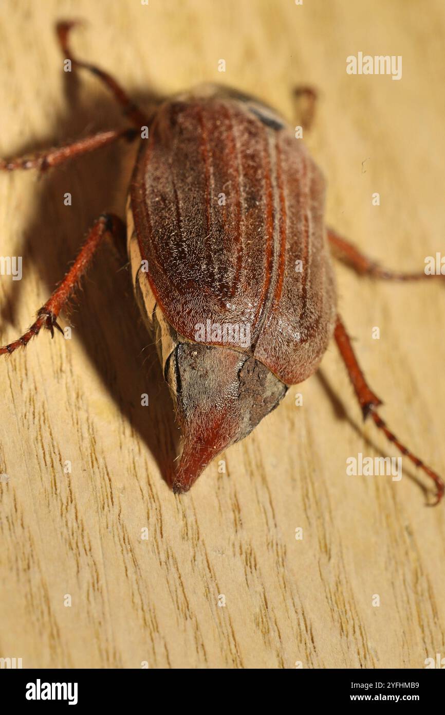 Common Cockchafer (Melolontha melolontha Stock Photo - Alamy