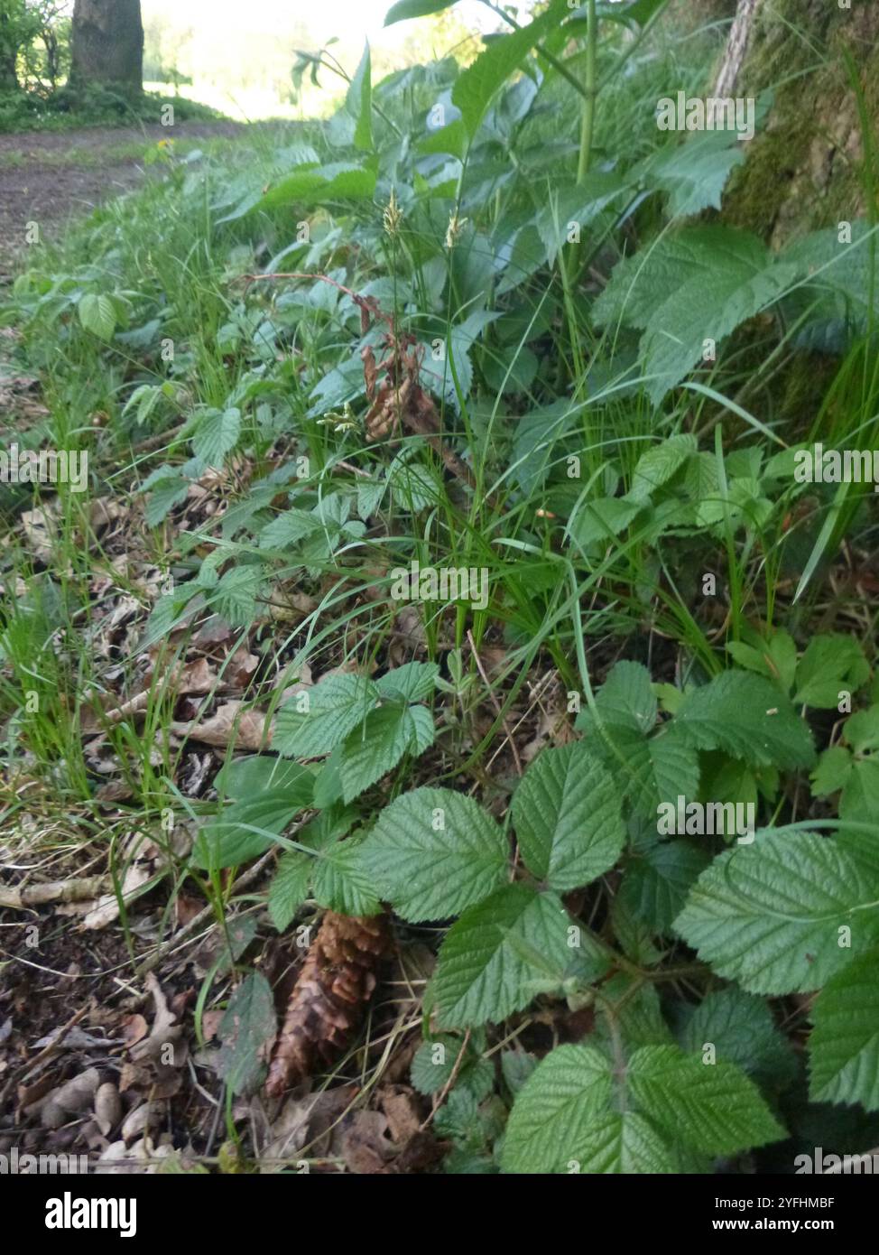 alpine grass (Carex brizoides Stock Photo - Alamy
