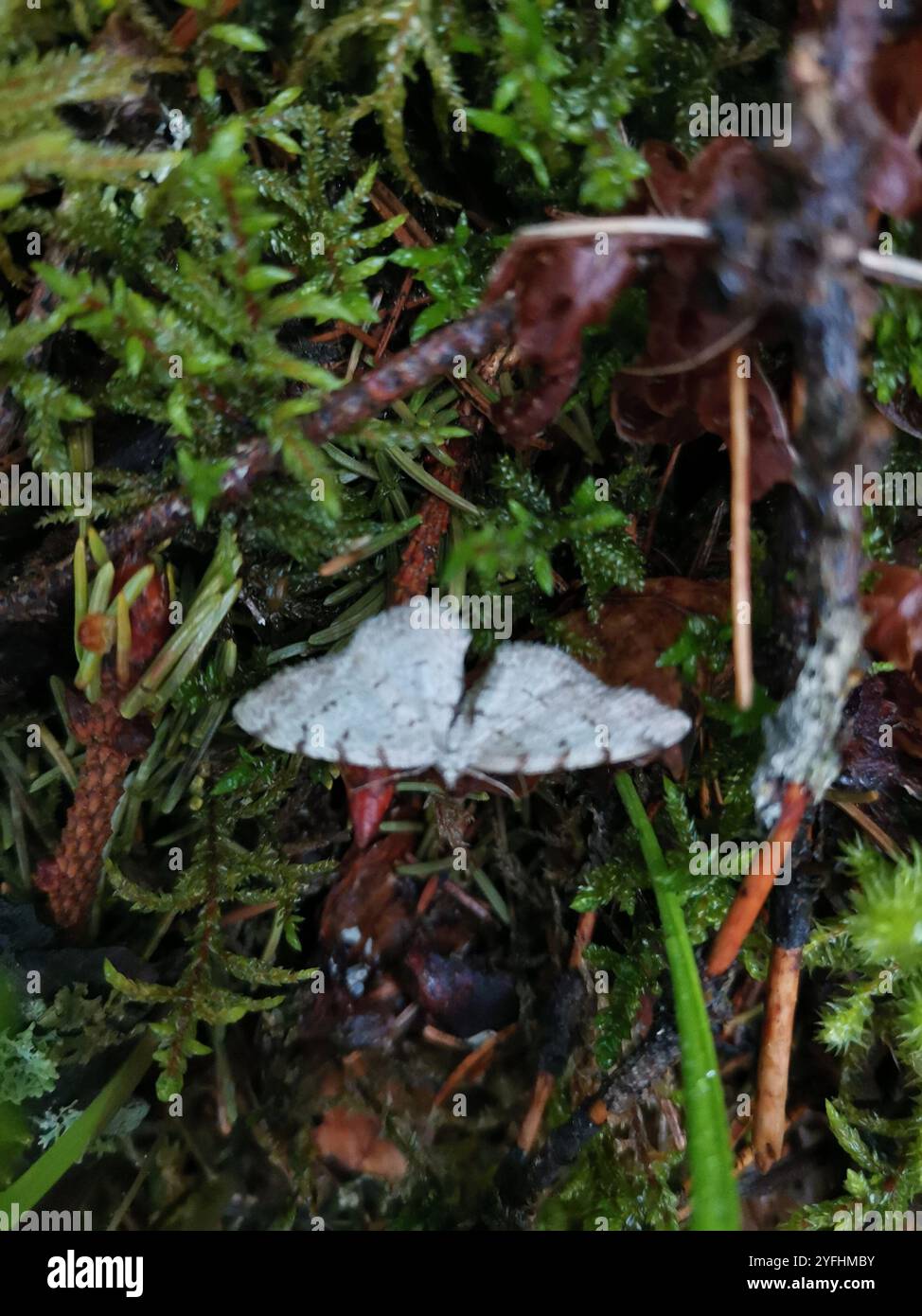 Grey birch moth hi-res stock photography and images - Alamy