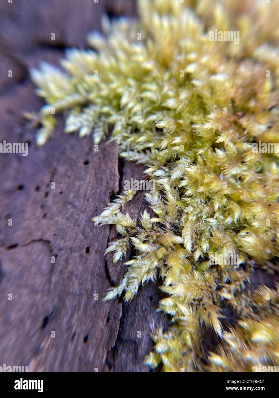 Rough-stalked Feather-moss (Brachythecium rutabulum Stock Photo - Alamy
