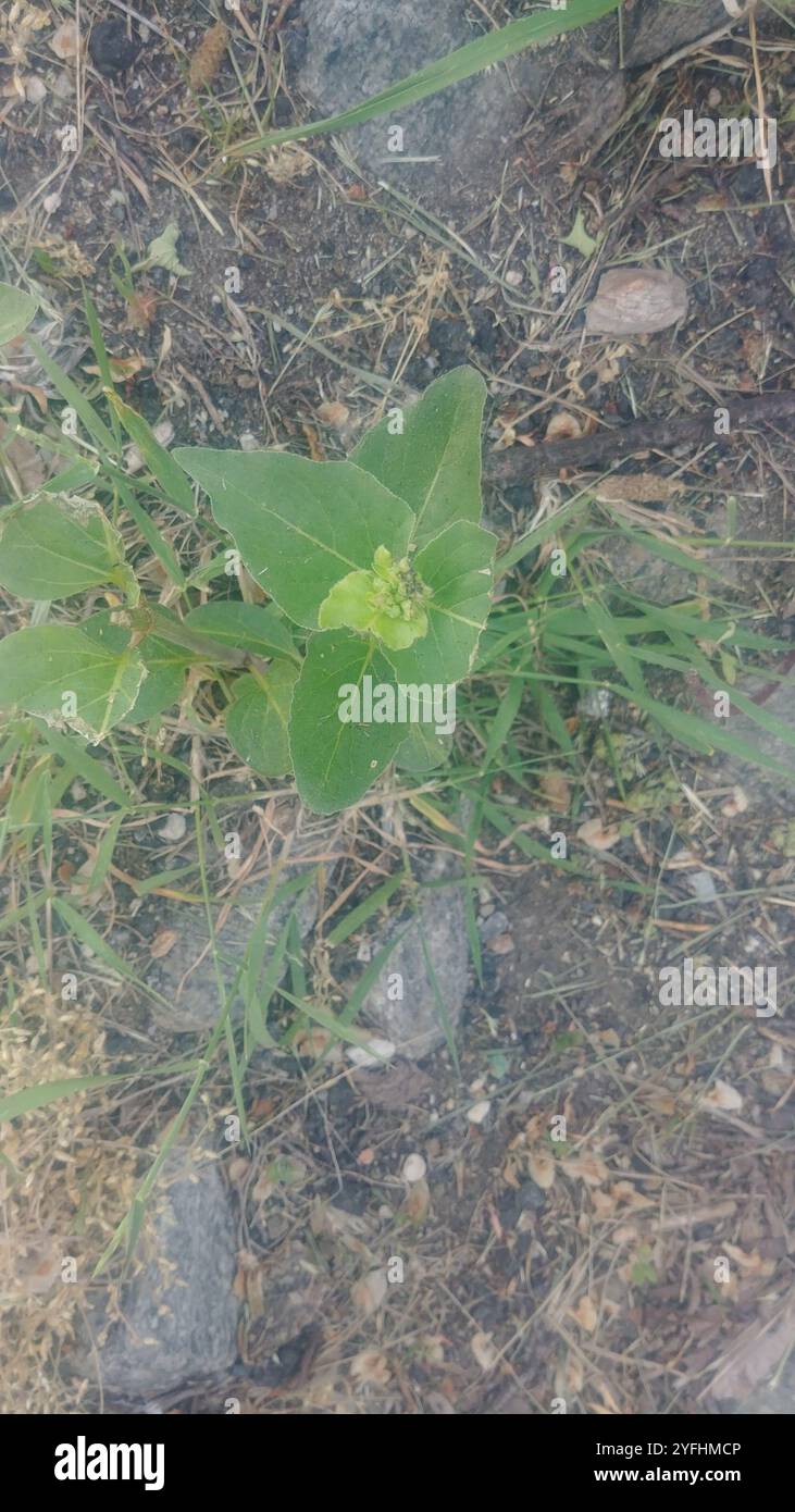 Wild Four o'Clock (Mirabilis nyctaginea Stock Photo - Alamy