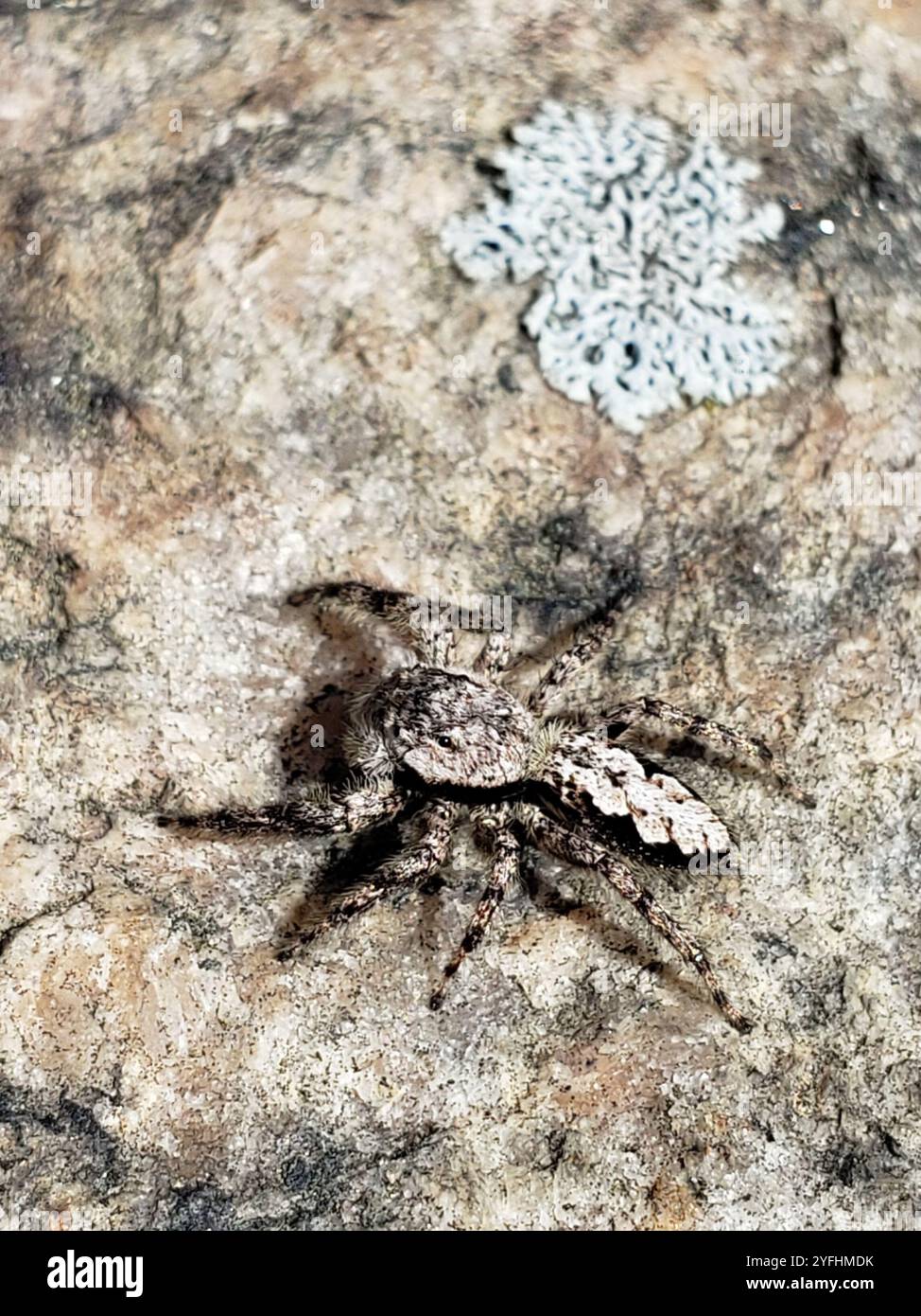 Tan Jumping Spider (Platycryptus undatus Stock Photo - Alamy