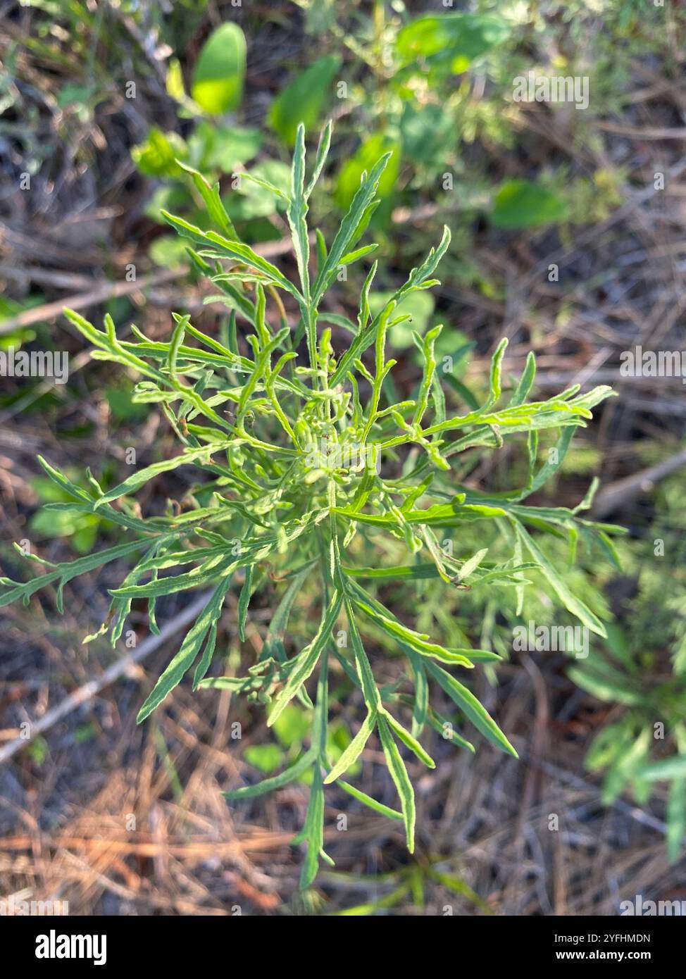 Coastal Dog Fennel (Eupatorium compositifolium Stock Photo - Alamy