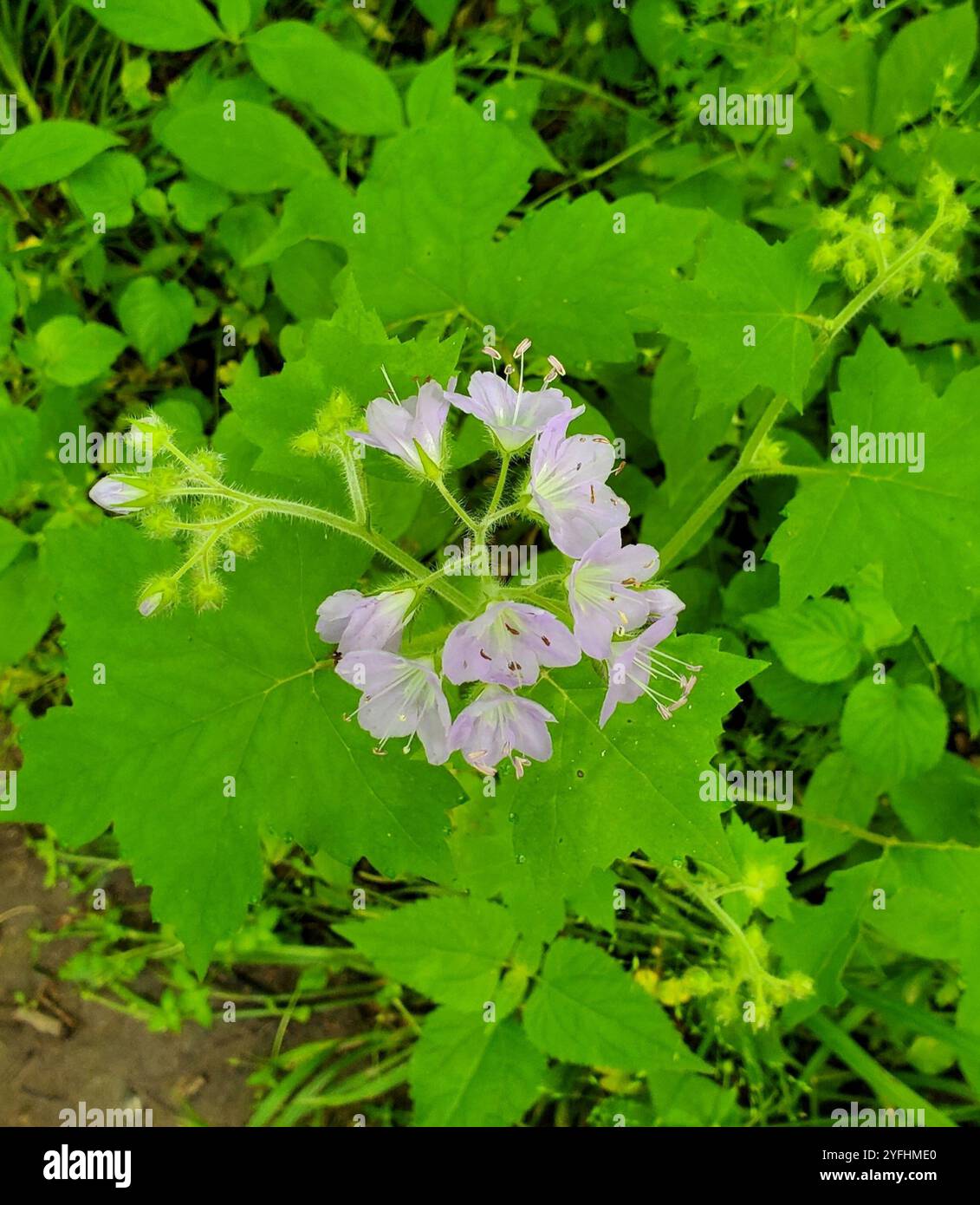 great waterleaf (Hydrophyllum appendiculatum Stock Photo - Alamy
