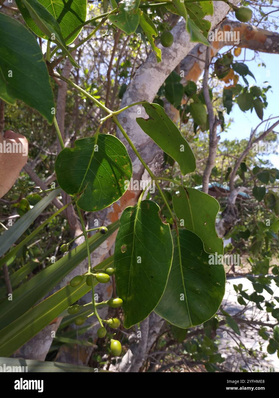 Poisonwood hi-res stock photography and images - Alamy