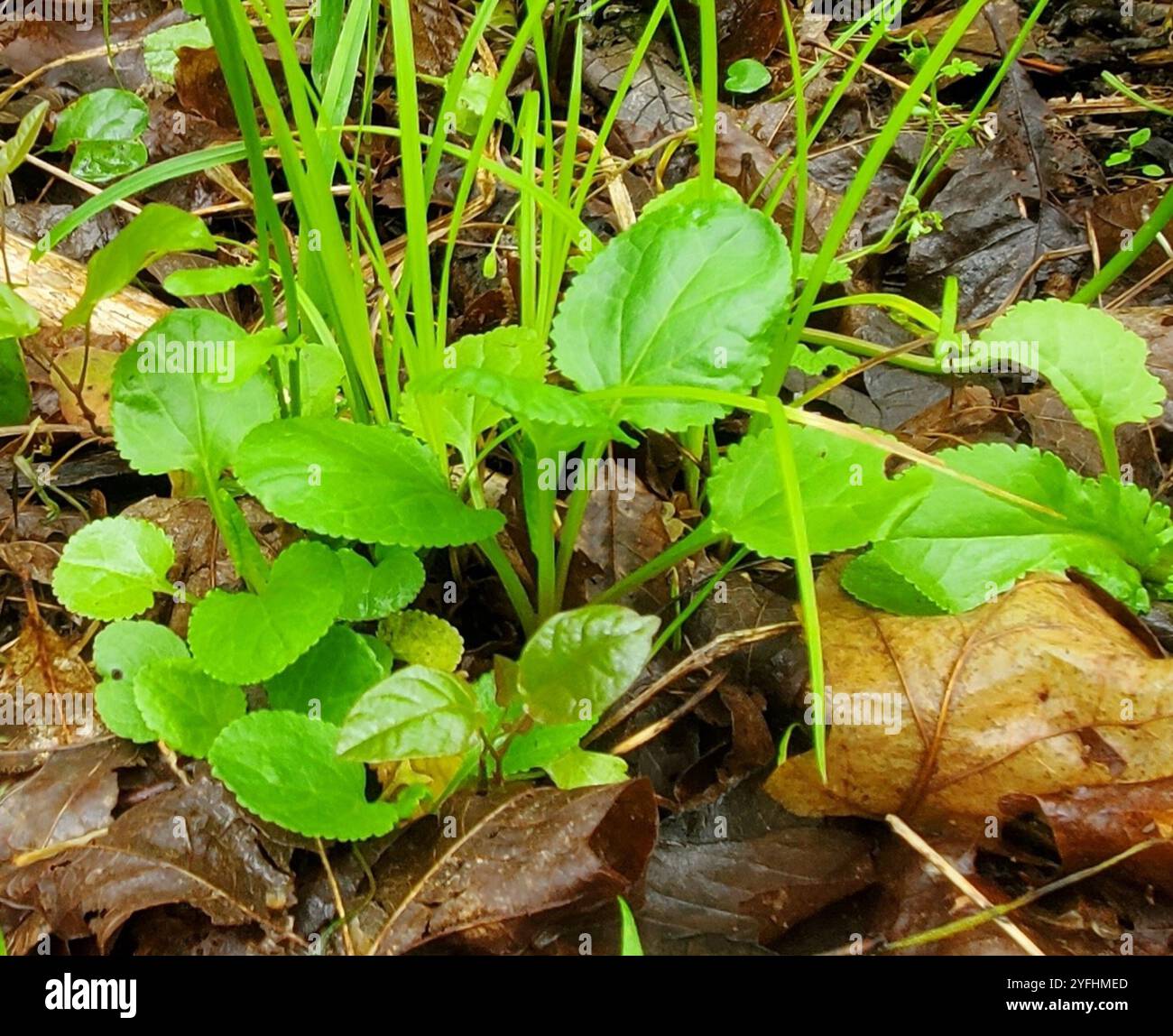 roundleaf ragwort (Packera obovata Stock Photo - Alamy
