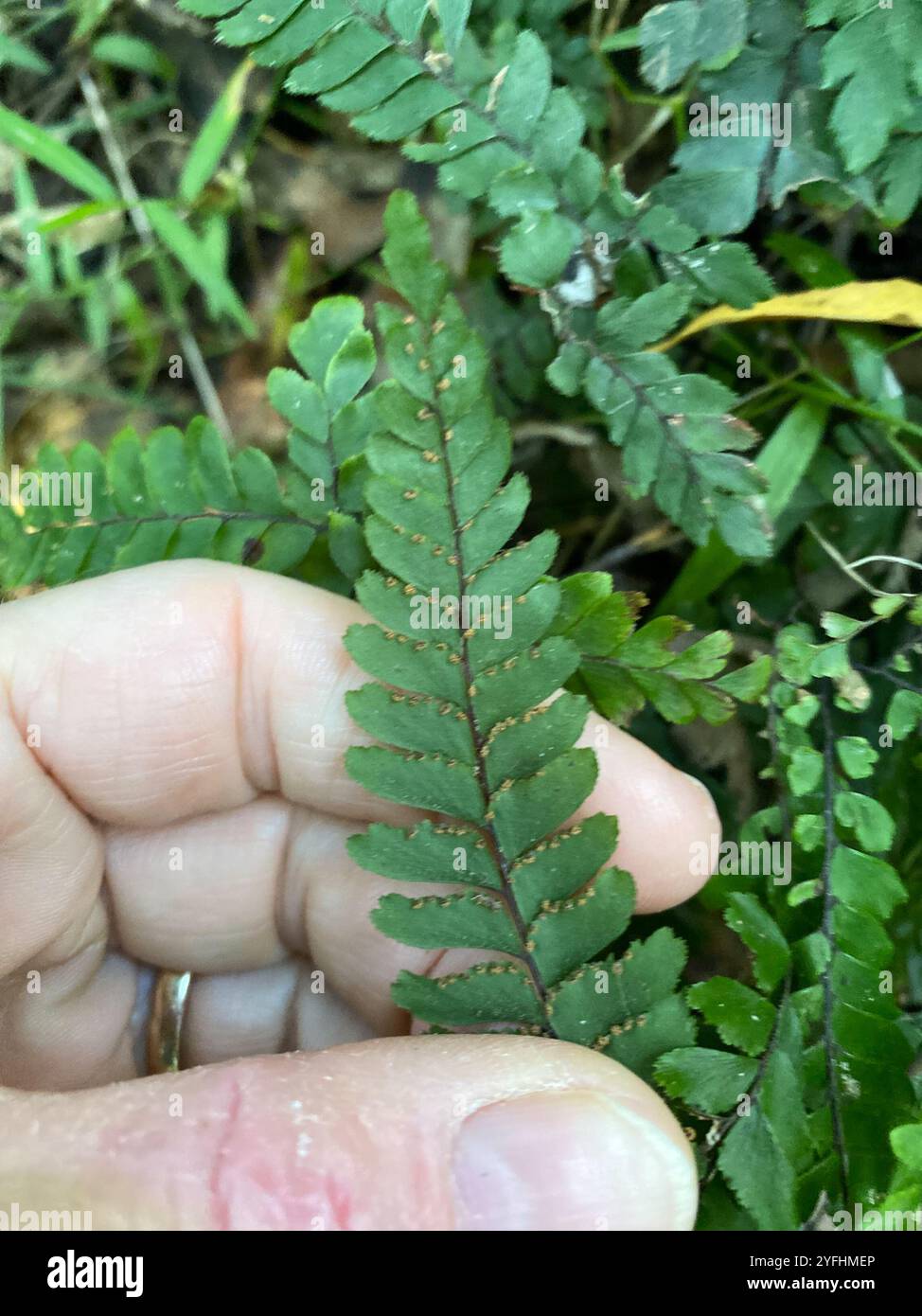 Rough Maidenhair Fern (Adiantum hispidulum Stock Photo - Alamy