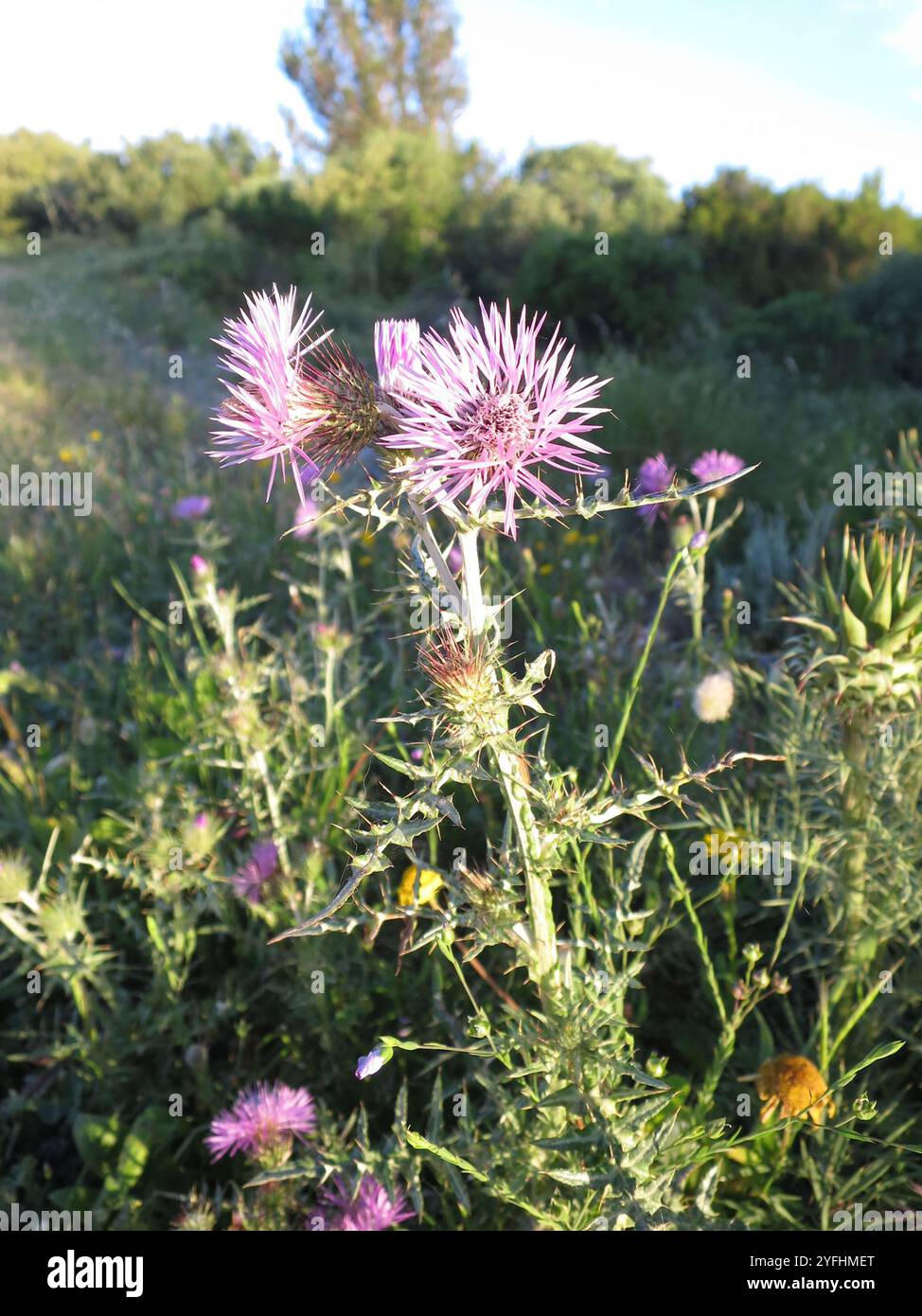 Boar Thistle (Galactites tomentosus Stock Photo - Alamy