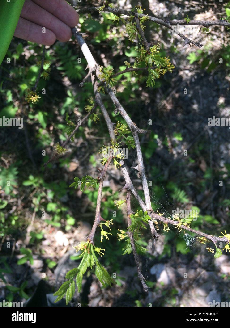 common prickly ash (Zanthoxylum americanum Stock Photo - Alamy