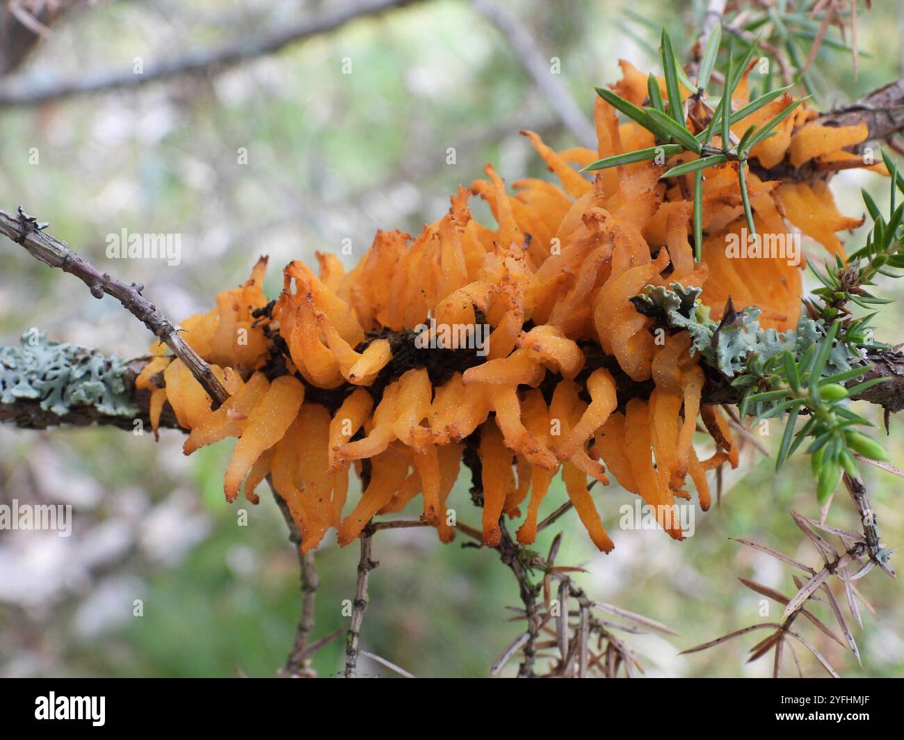 tongues of fire (Gymnosporangium clavariiforme Stock Photo - Alamy