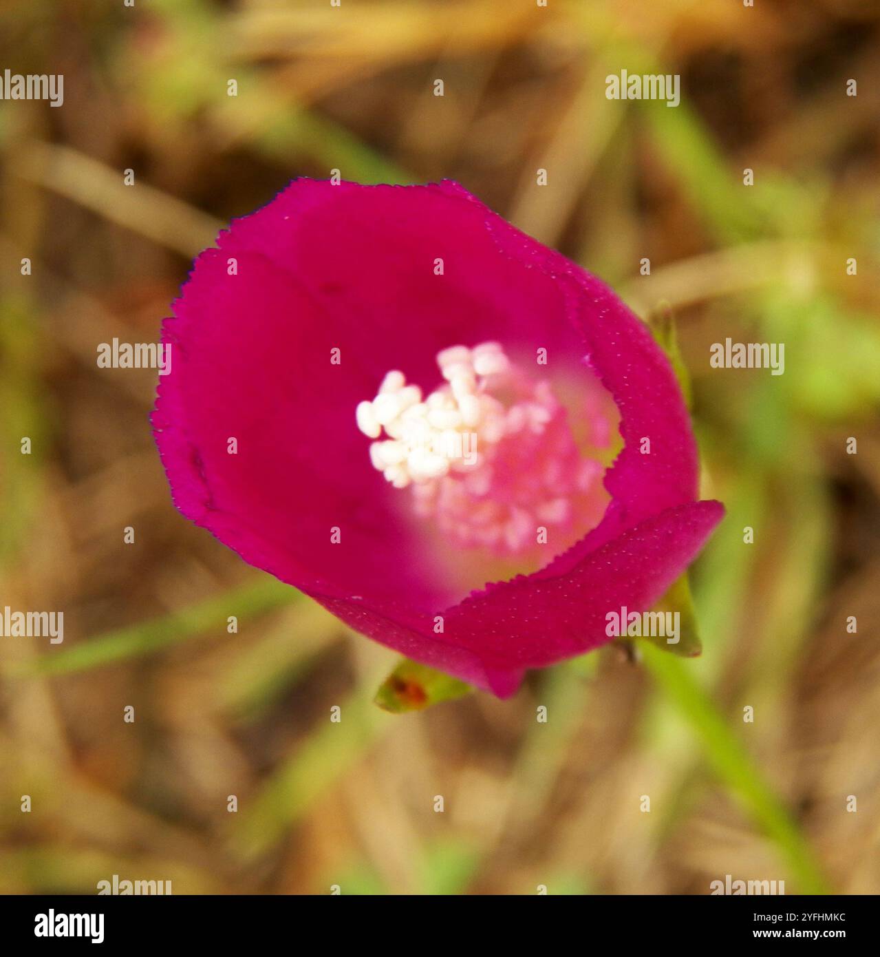 winecup mallow (Callirhoe involucrata Stock Photo - Alamy