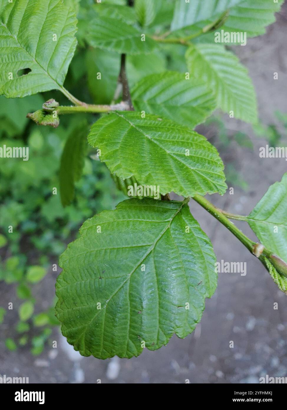Red Alder (Alnus rubra Stock Photo - Alamy