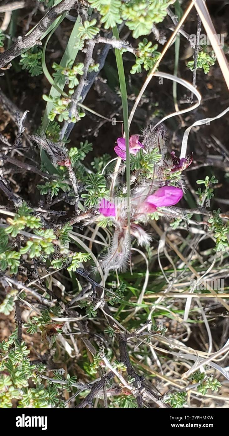 feather dalea (Dalea formosa Stock Photo - Alamy