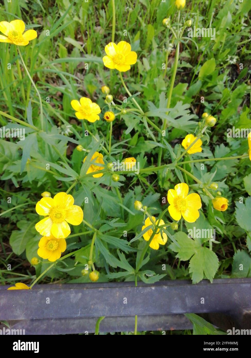 Creeping buttercup (Ranunculus repens Stock Photo - Alamy
