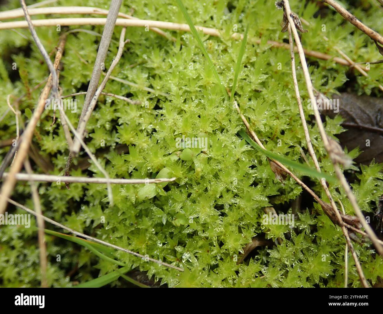 Long leaved moss hi-res stock photography and images - Alamy