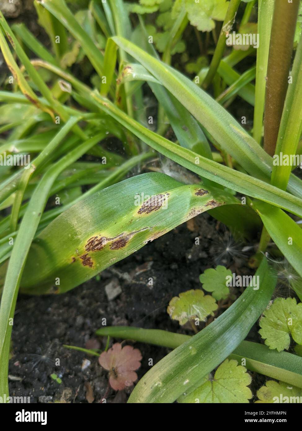 Bluebell rust (Uromyces hyacinthi Stock Photo - Alamy