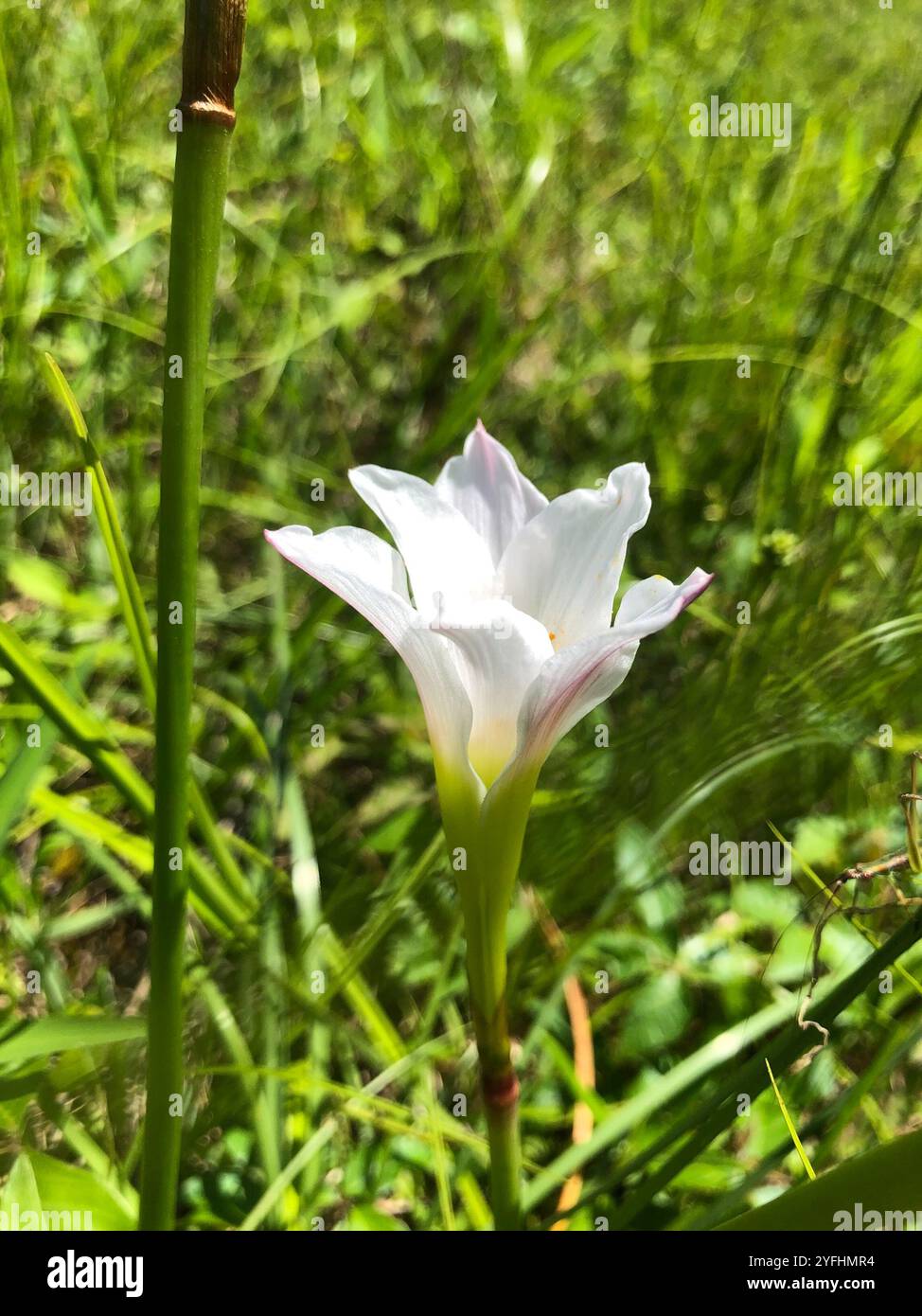 Simpson's zephyr lily (Zephyranthes simpsonii Stock Photo - Alamy