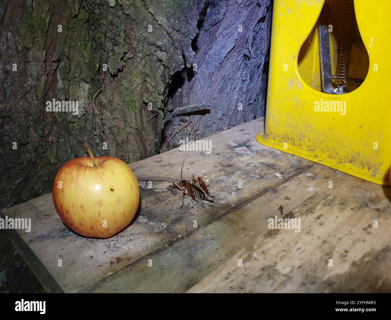 Wellington Tree Wētā (Hemideina crassidens Stock Photo - Alamy