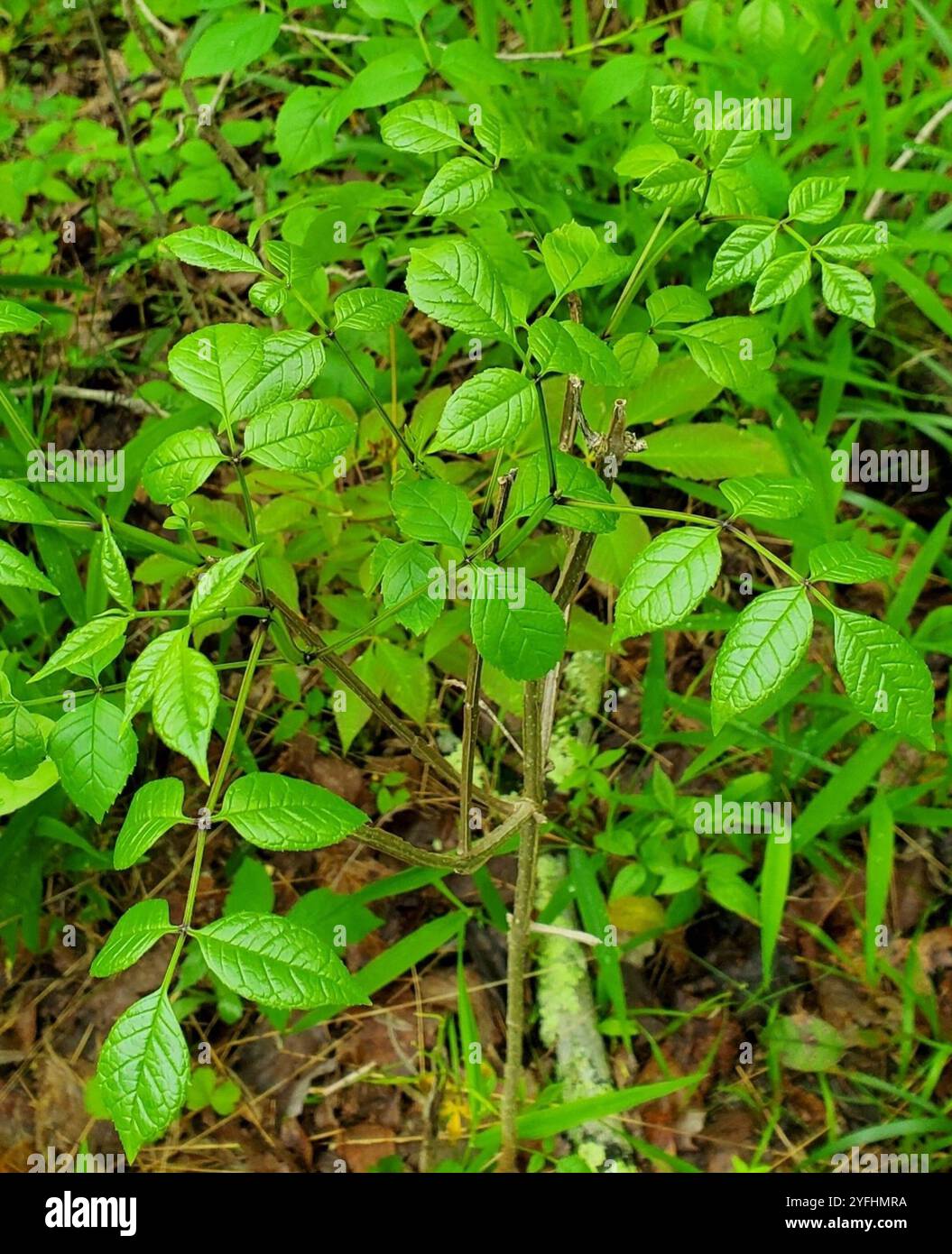 blue ash (Fraxinus quadrangulata Stock Photo - Alamy