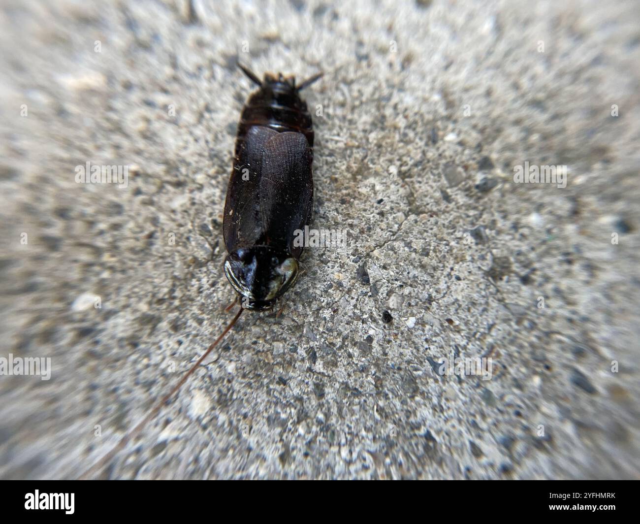 Oriental Cockroach (Blatta orientalis Stock Photo - Alamy