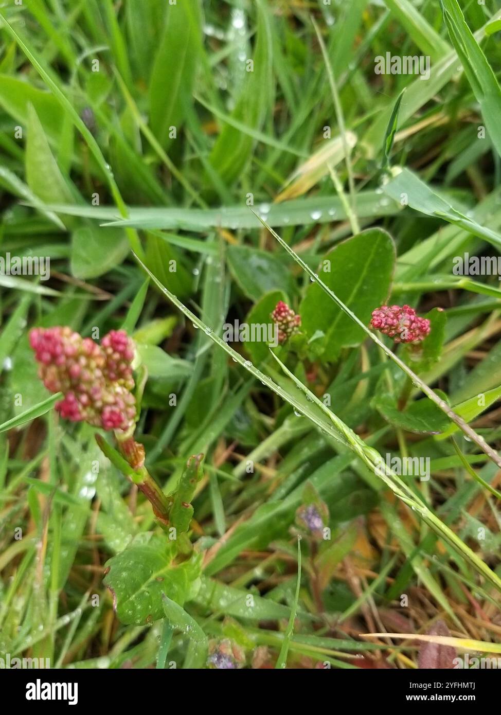 Common Sorrel (Rumex acetosa Stock Photo - Alamy