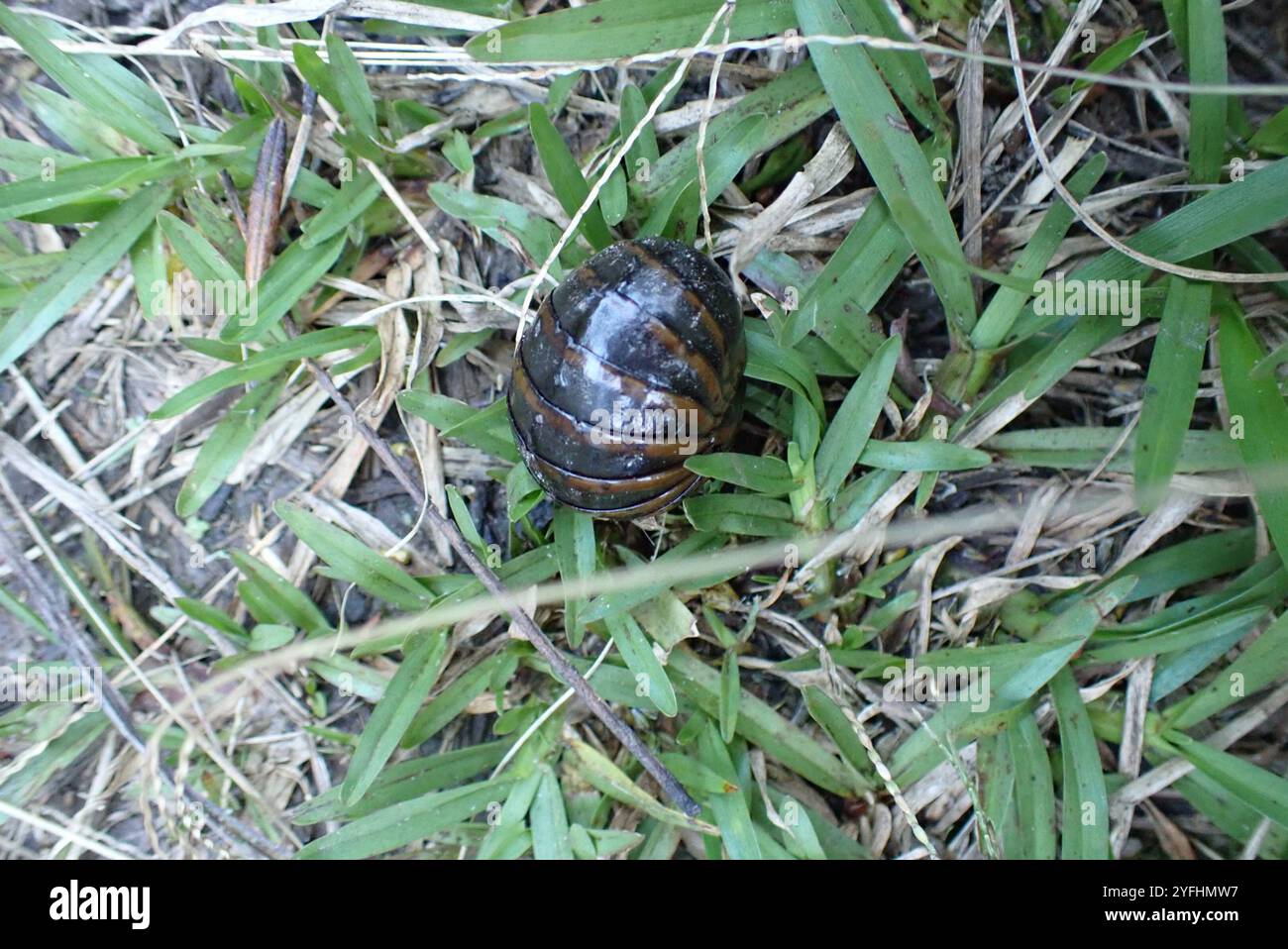 Cape Mountain Cockroach (Aptera fusca Stock Photo - Alamy