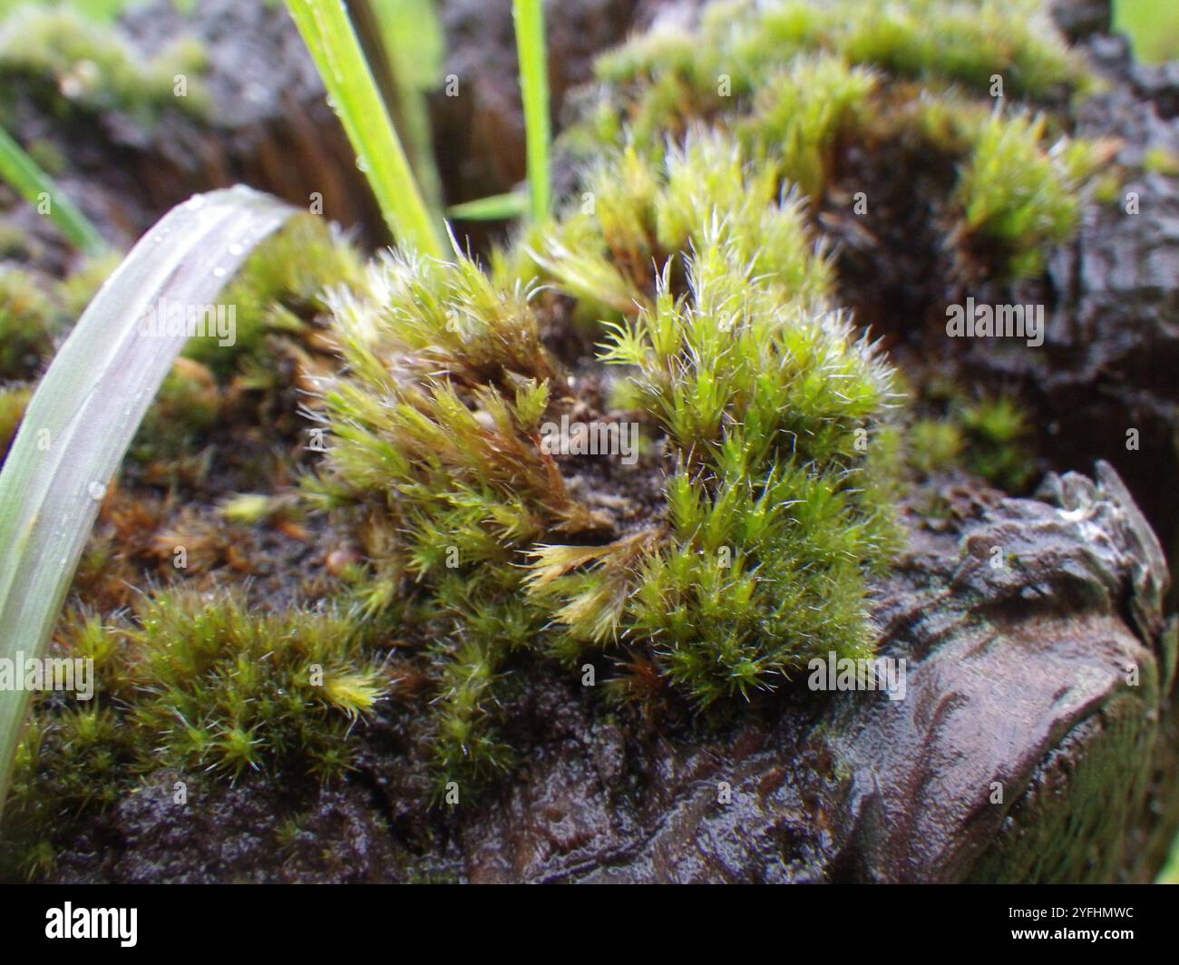 Heath Star-moss (Campylopus introflexus Stock Photo - Alamy