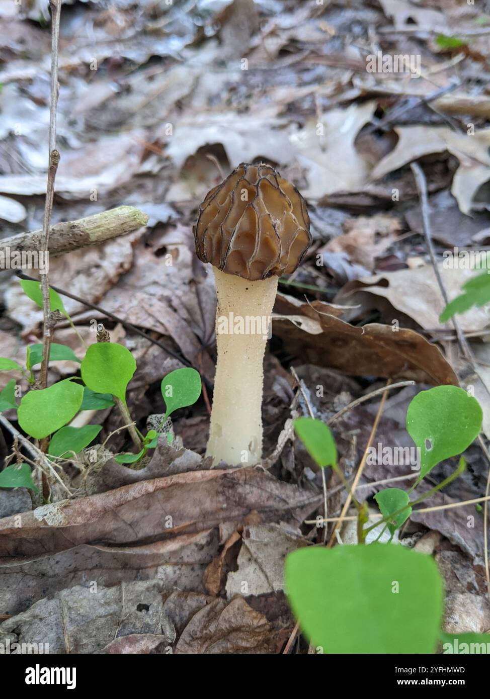 Half-free Morel (Morchella punctipes Stock Photo - Alamy