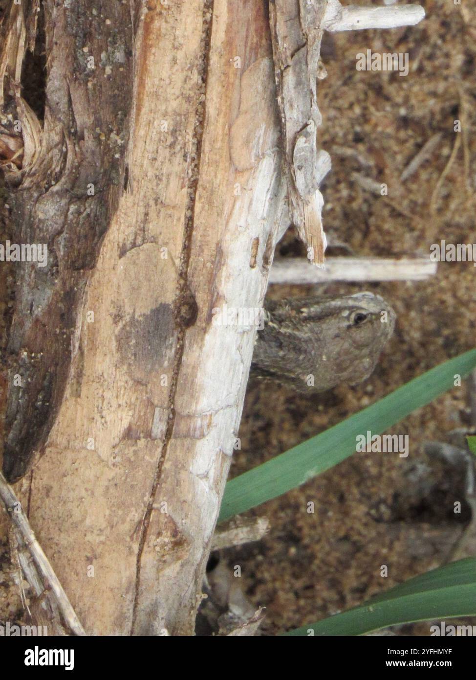 Prairie Lizard (Sceloporus consobrinus Stock Photo - Alamy