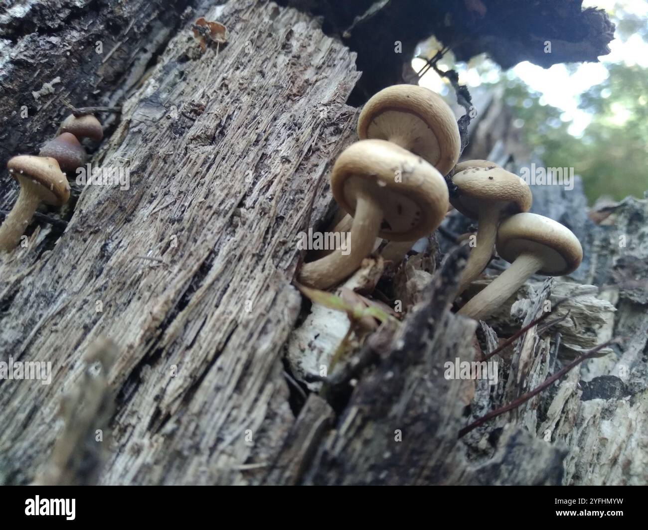 Tawaka (Cyclocybe parasitica Stock Photo - Alamy