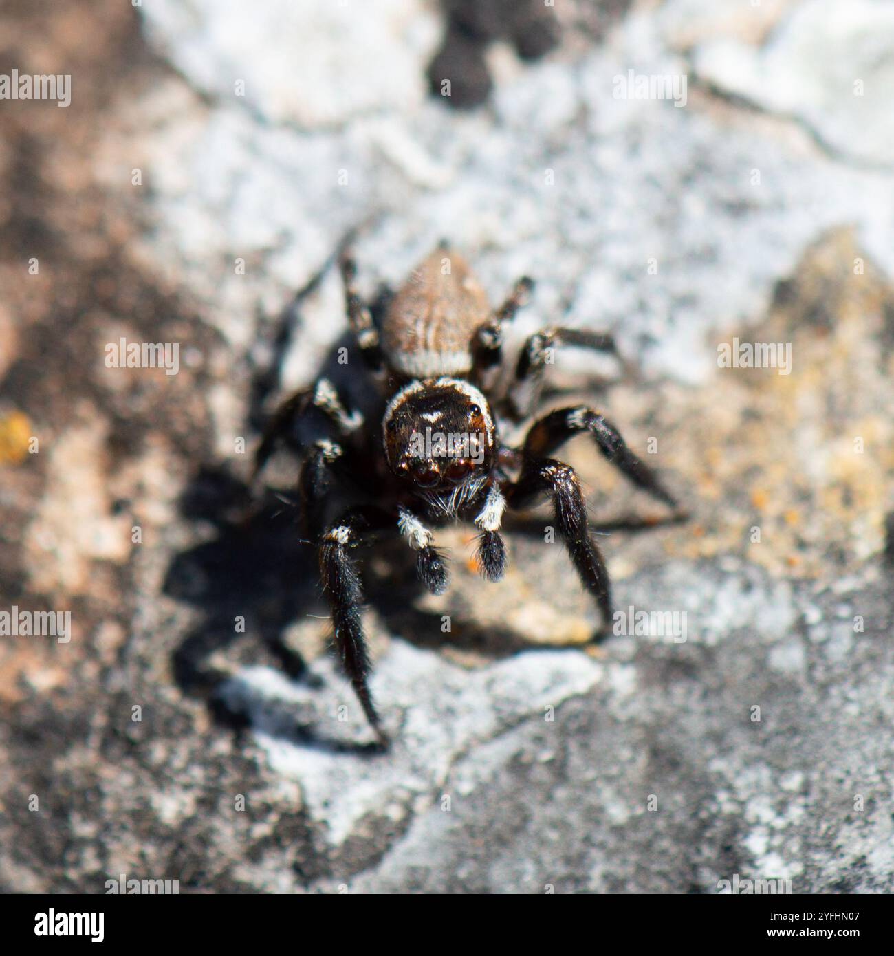Mediterranean white-banded spider (Evarcha jucunda Stock Photo - Alamy