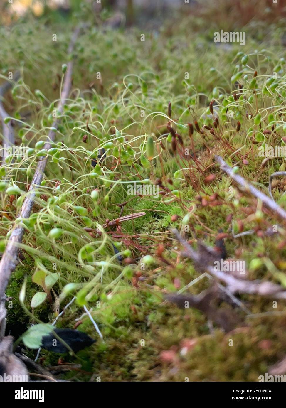 Bonfire moss (Funaria hygrometrica Stock Photo - Alamy