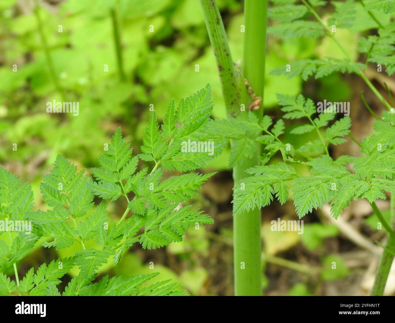 poison hemlock (Conium maculatum Stock Photo - Alamy