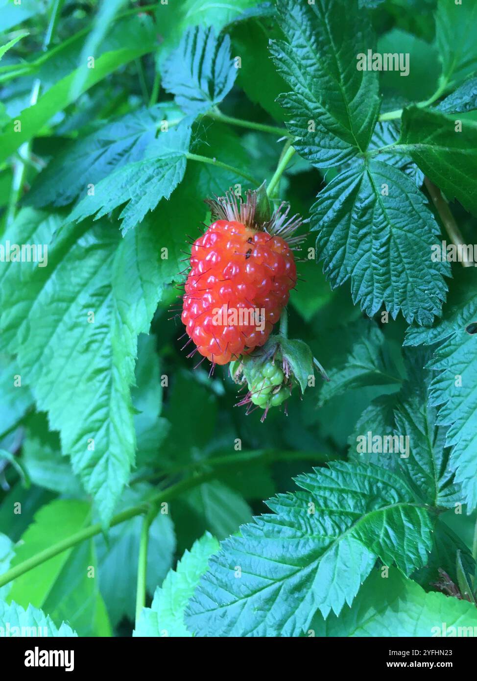Salmonberry (Rubus spectabilis Stock Photo - Alamy