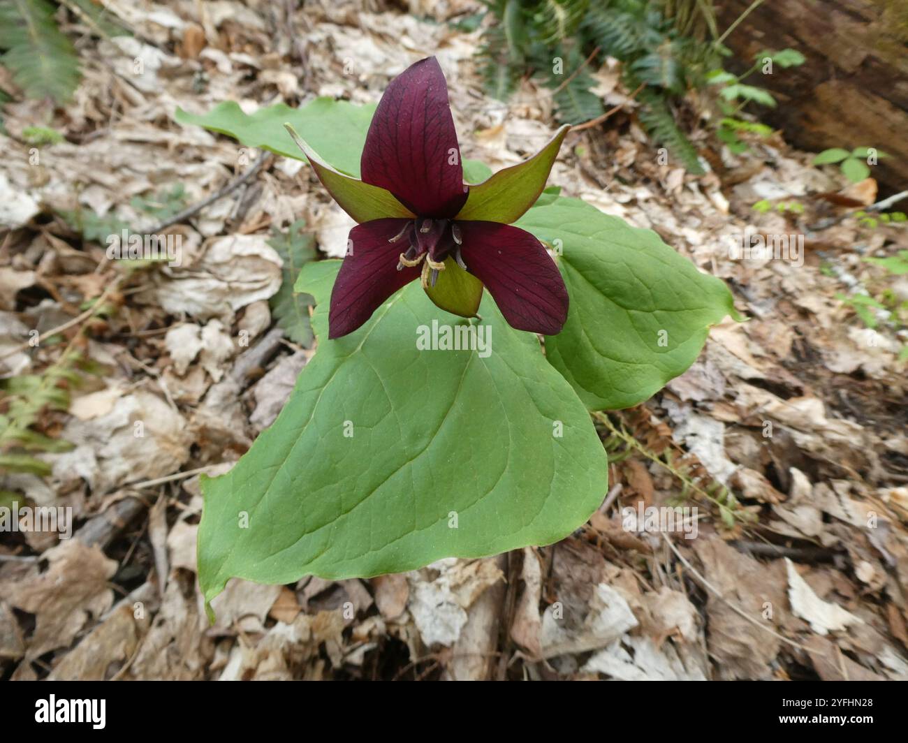 red trillium (Trillium erectum Stock Photo - Alamy